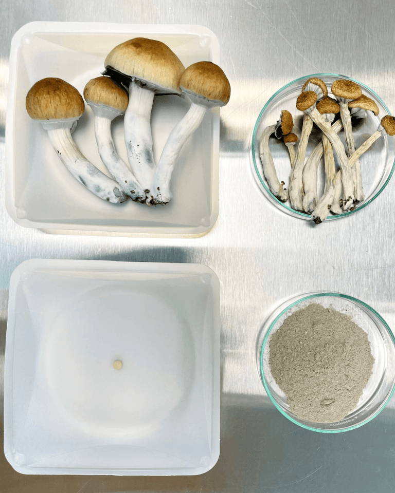 B+ Mushrooms: A Cultivator’s Classic - Fungi Ape