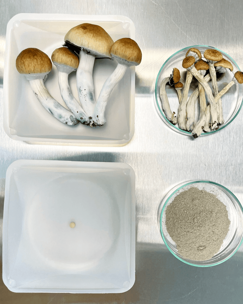 B+ Mushrooms: A Cultivator’s Classic - Fungi Ape